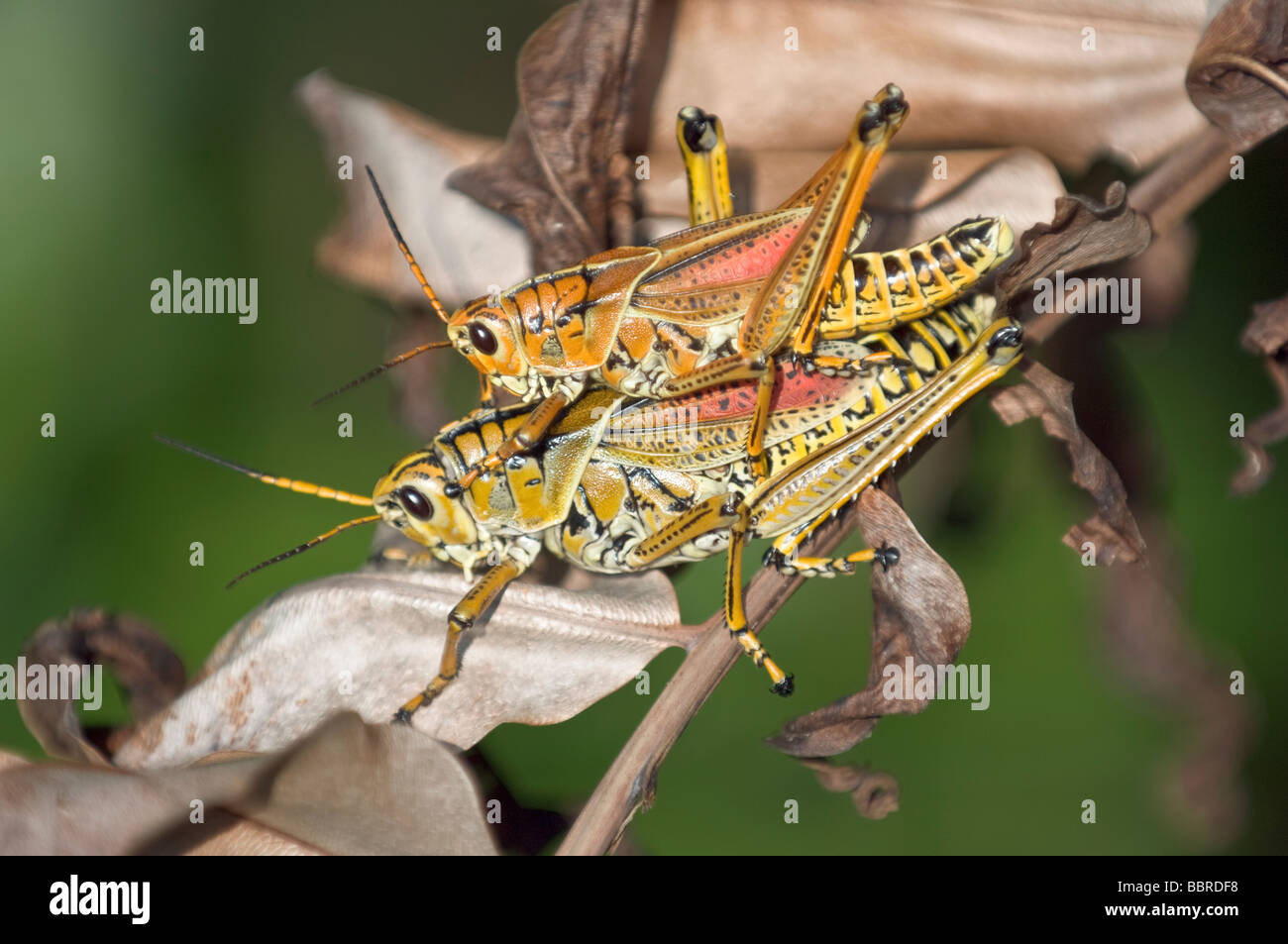 Southeastern Lubber Grasshoppers Mating Stock Photo - Alamy