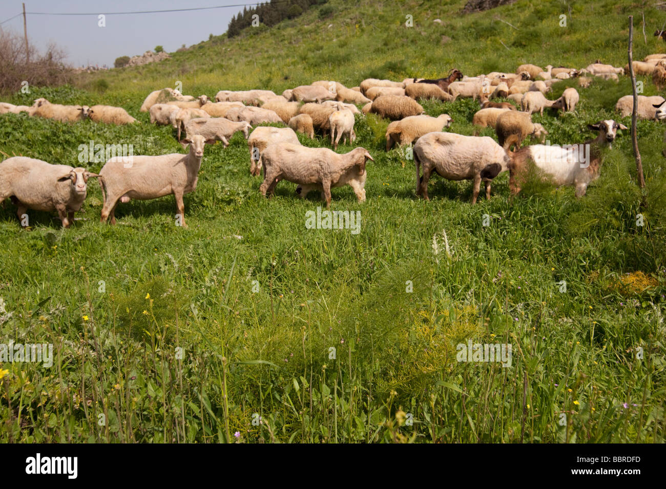 Turkey Flock Of Sheep High Resolution Stock Photography and Images - Alamy