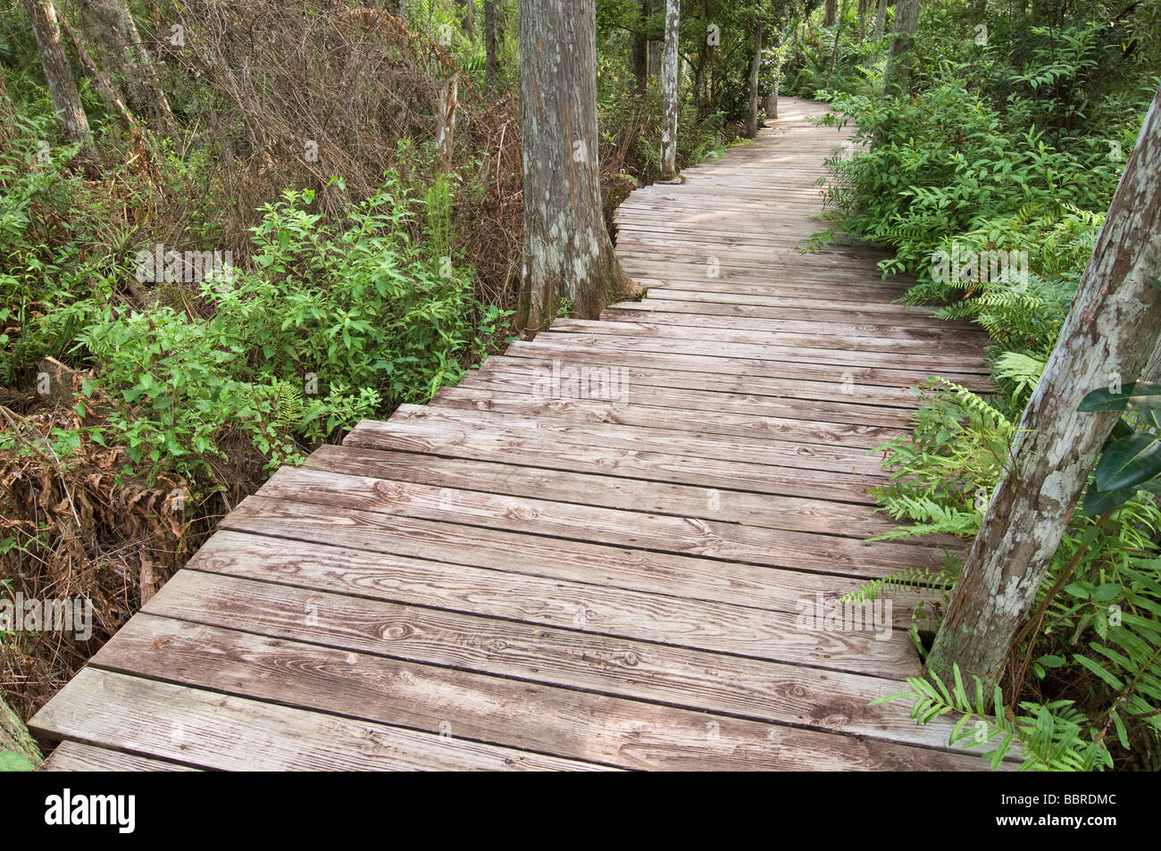 Boardwalk through cypress swamp Stock Photo - Alamy