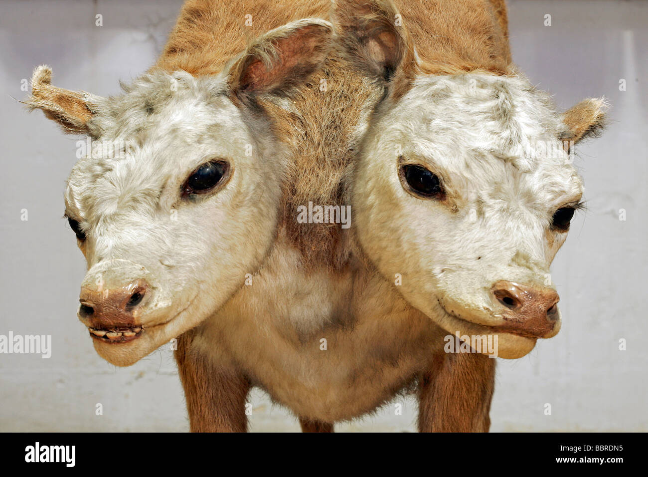 Two Headed Cow Skull