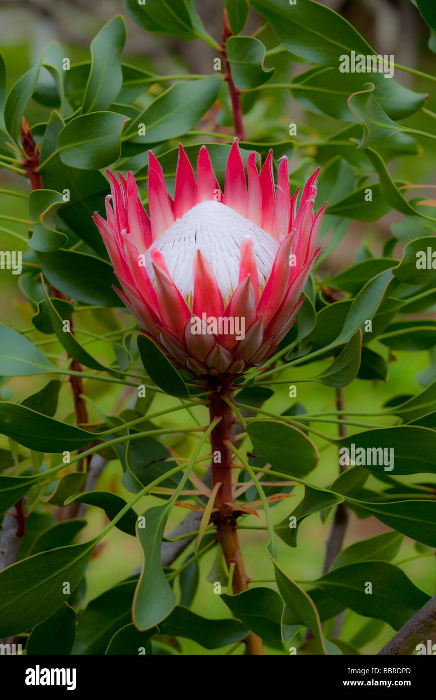 Kula Botanical Garden Protea Flower Upcountry Maui Hawaii Stock Photo ...