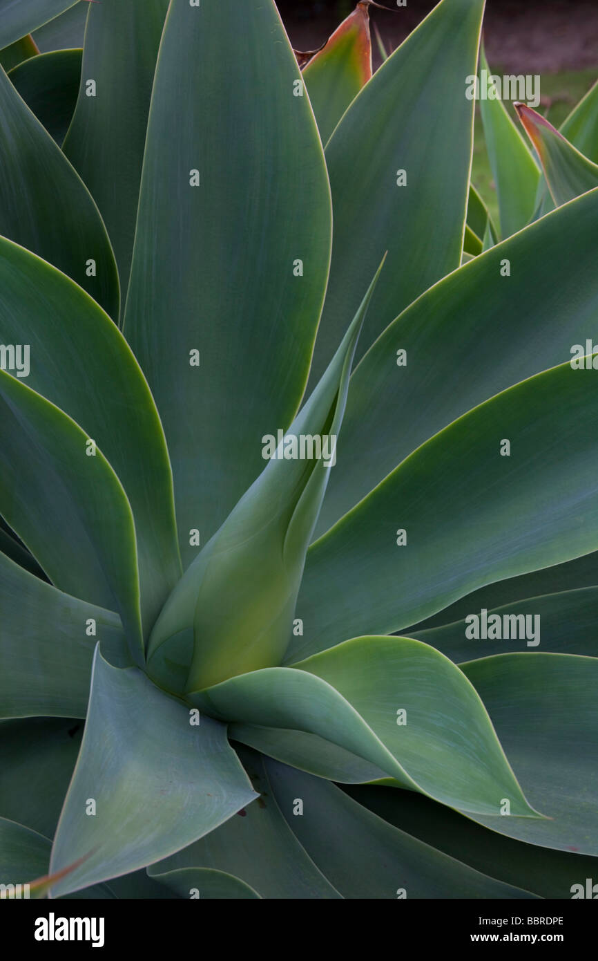 Agave plant Upcountry Maui Hawaii Stock Photo - Alamy