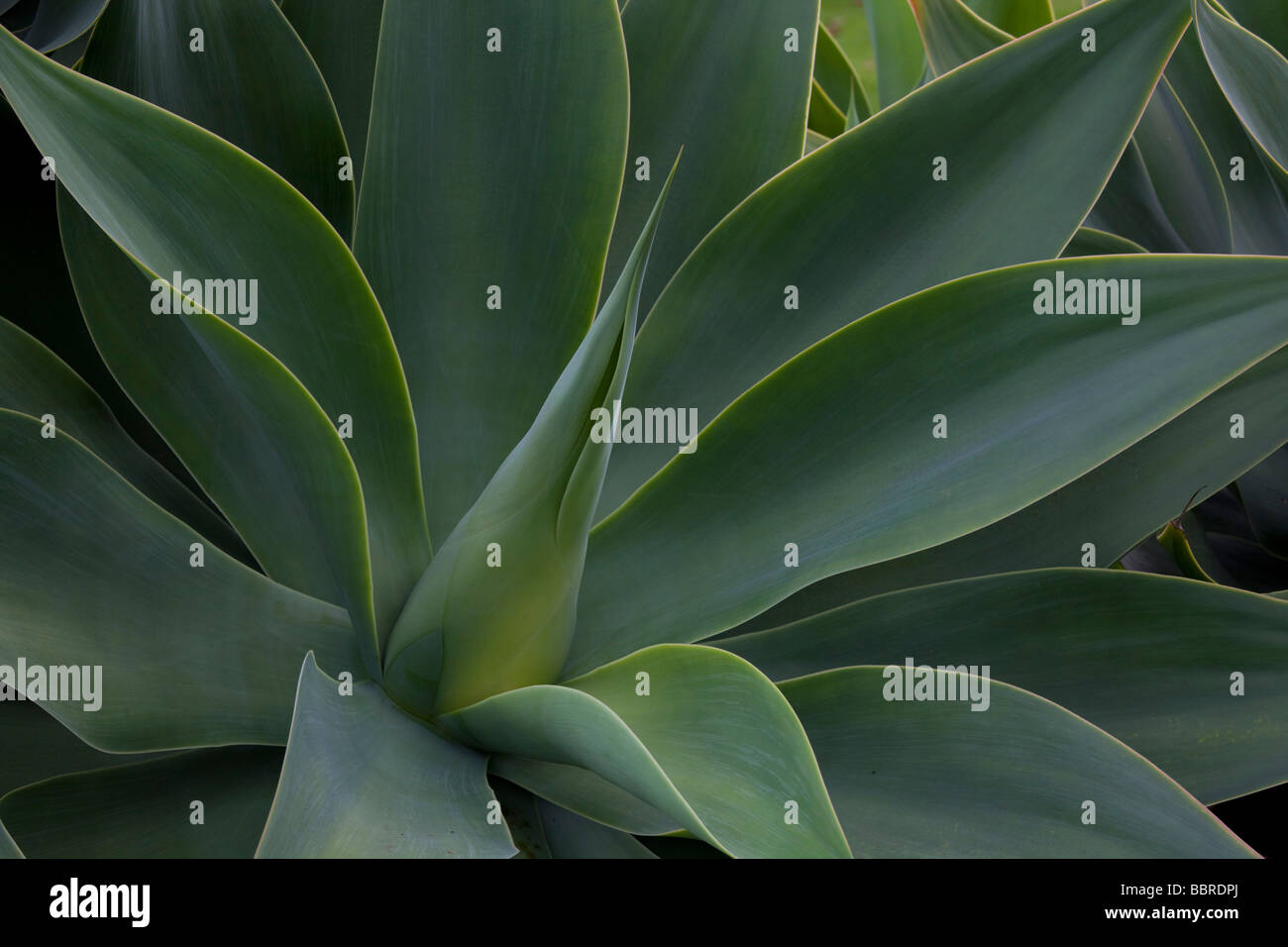 Agave plant Upcountry Maui Hawaii Stock Photo - Alamy