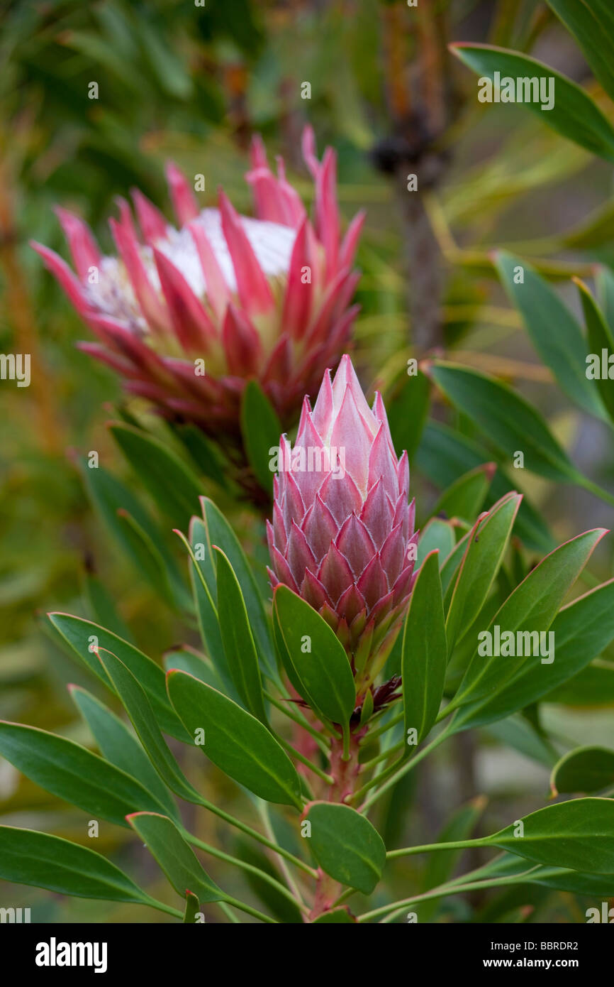 Kula Botanical Garden Protea Flower Upcountry Maui Hawaii Stock Photo ...