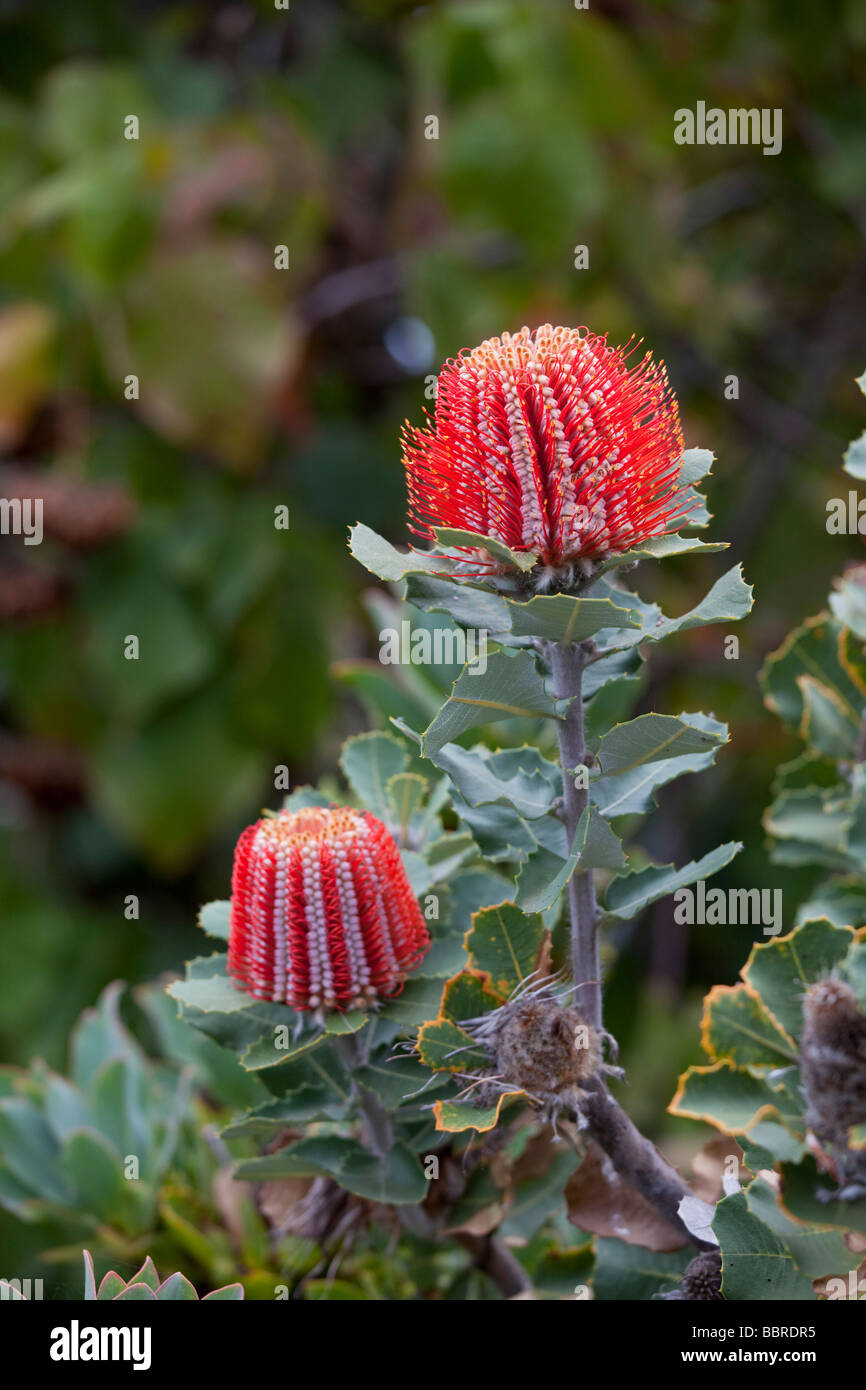 Kula Botanical Garden Protea Flower Upcountry Maui Hawaii Stock Photo ...