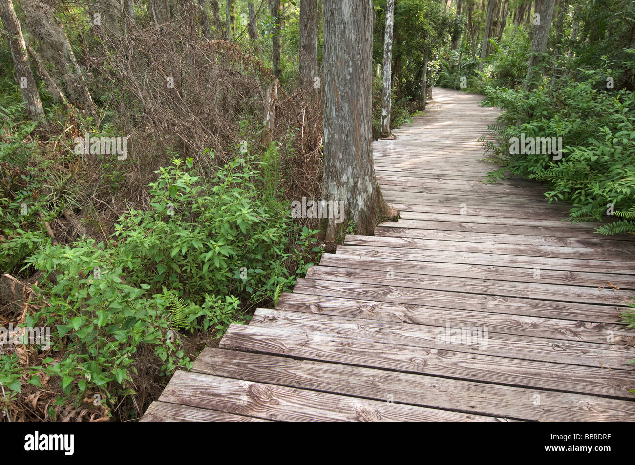 Cypress Tree Forest boardwalk swamp ecotourism nature walk woods ...
