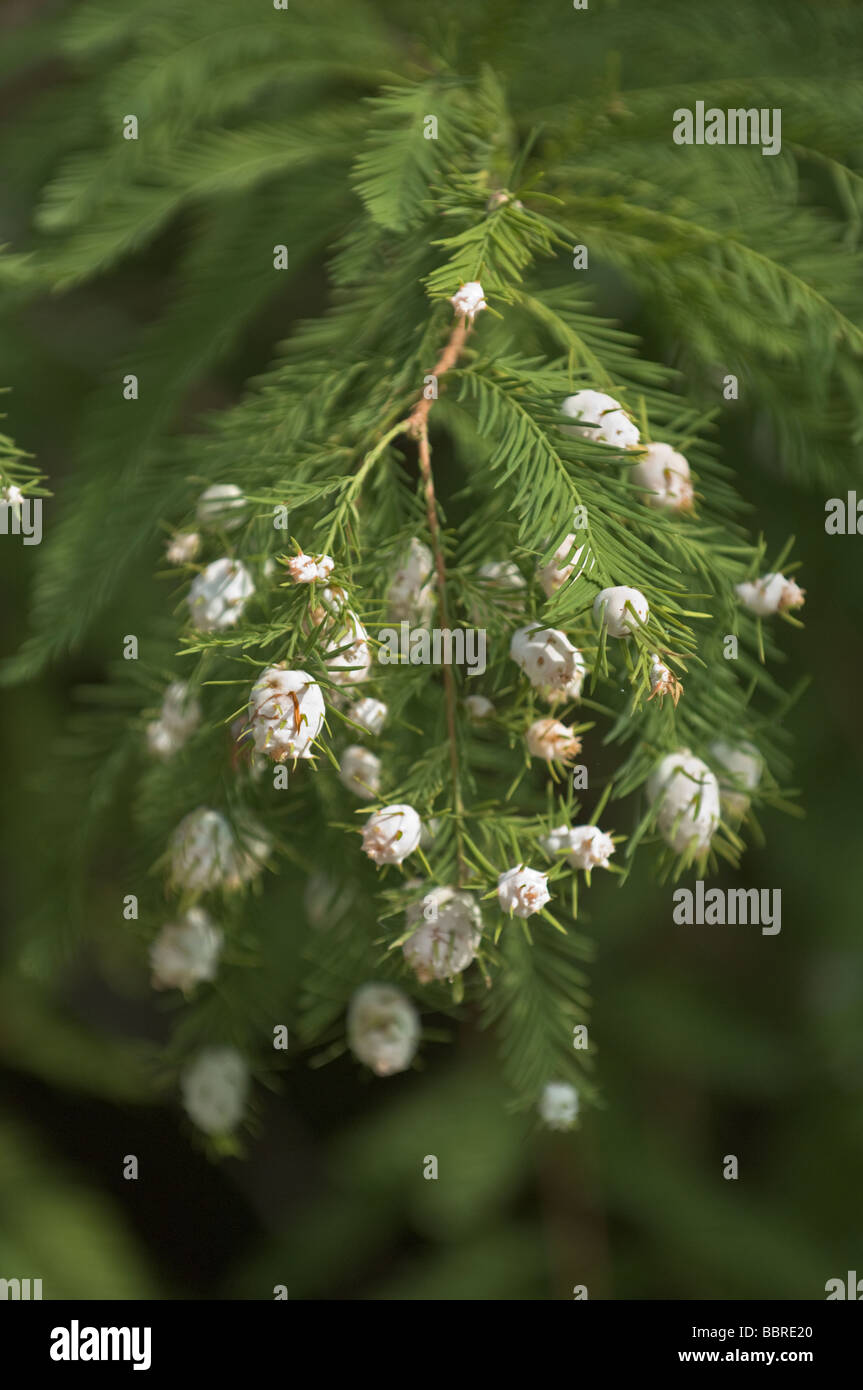 Cypress Twig Gall Midge Taxodiomyia cupressiananassa Gall forming on ...