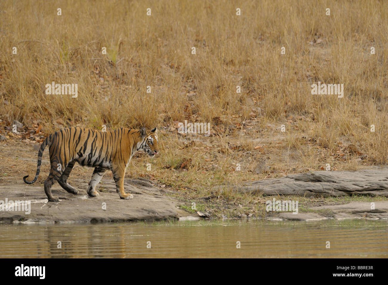 Tiger standing hi-res stock photography and images - Alamy