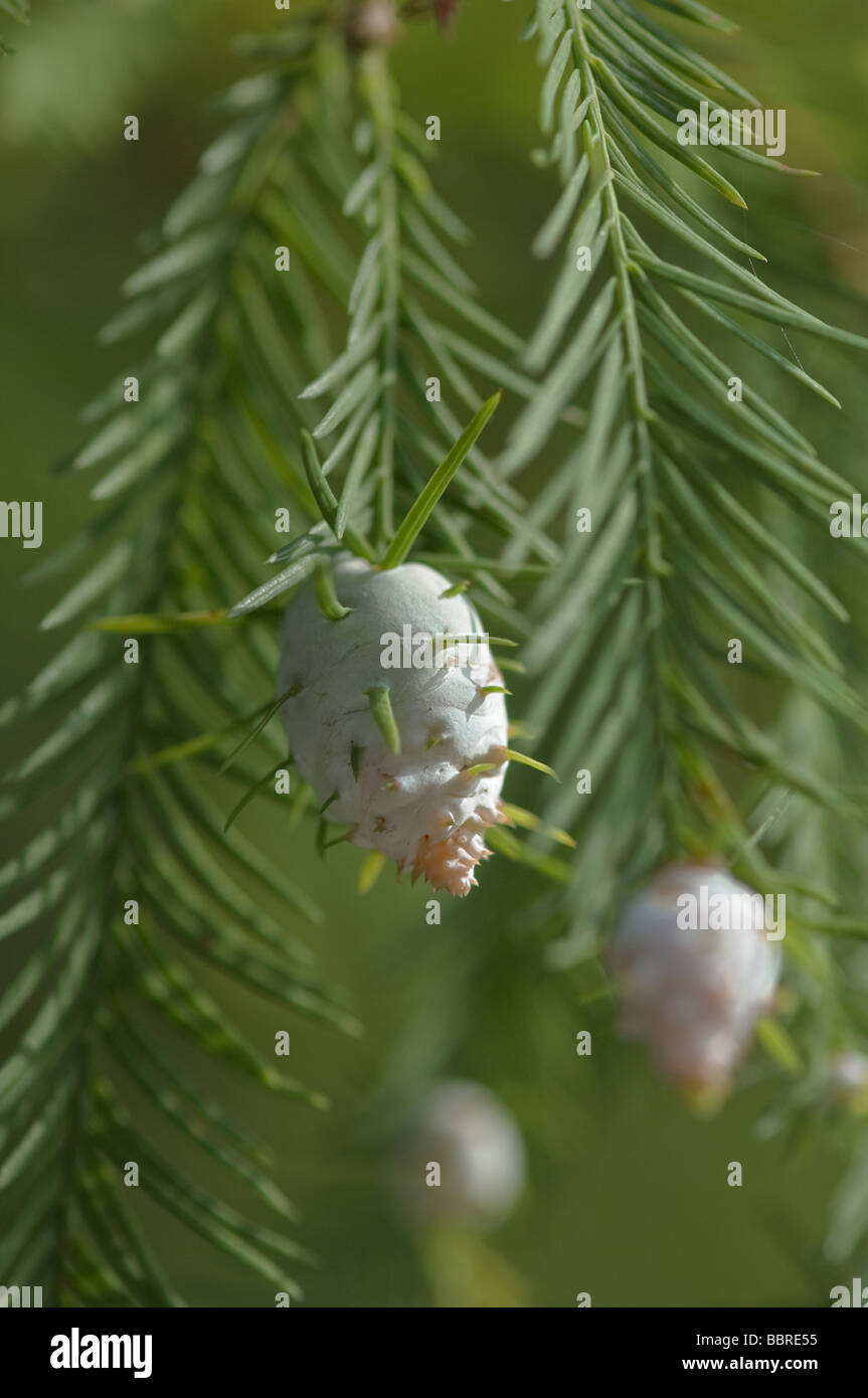 Cypress Twig Gall Midge Taxodiomyia cupressiananassa Gall forming on ...