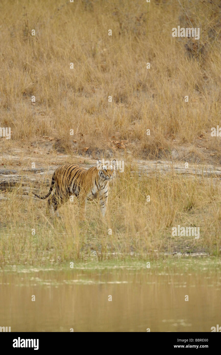 Standing tiger hi-res stock photography and images - Alamy