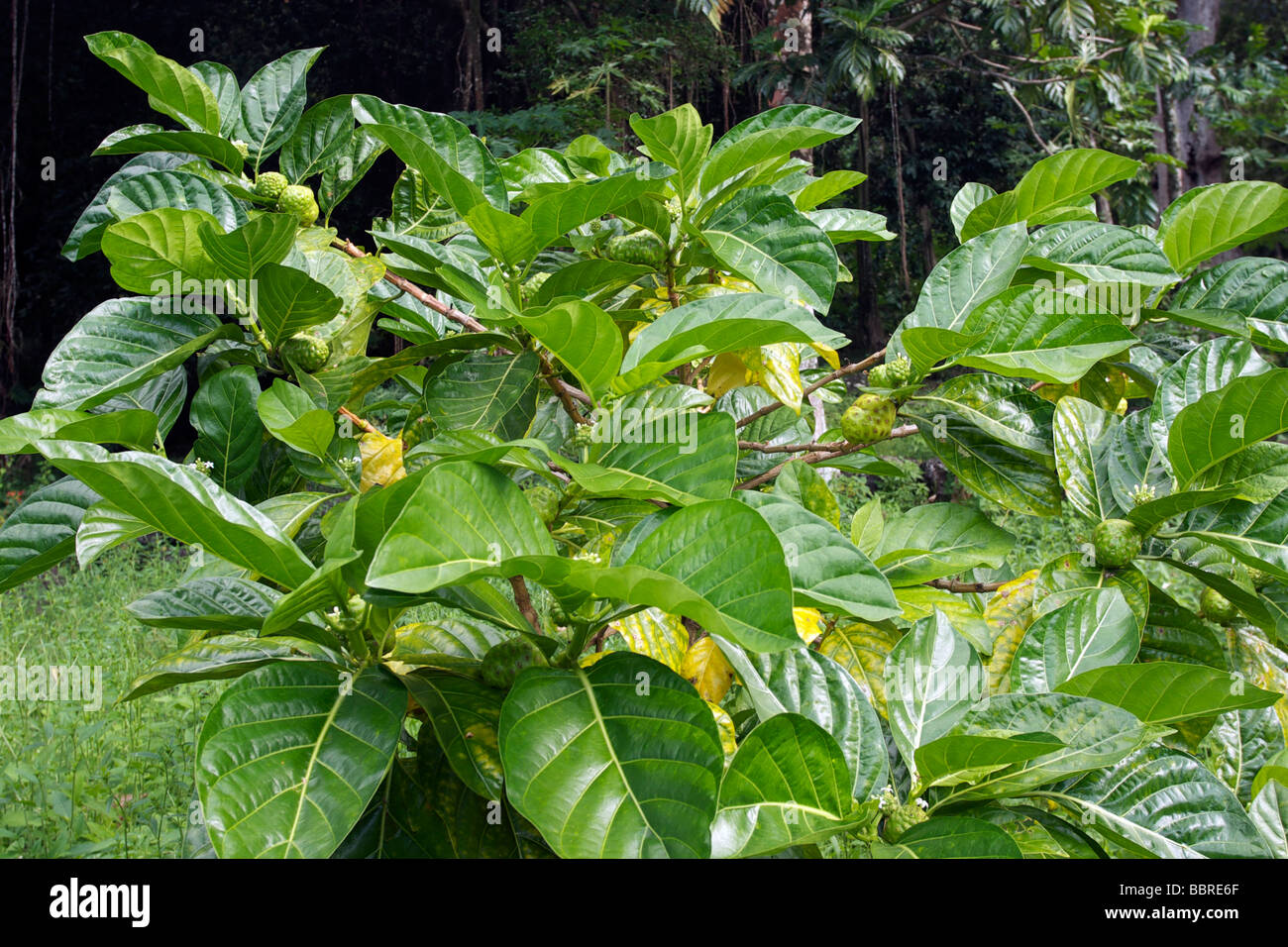 NONI ON THE TREE, TRADITIONAL FRUIT OF THE MARQUESAS ISLANDS, FRENCH ...