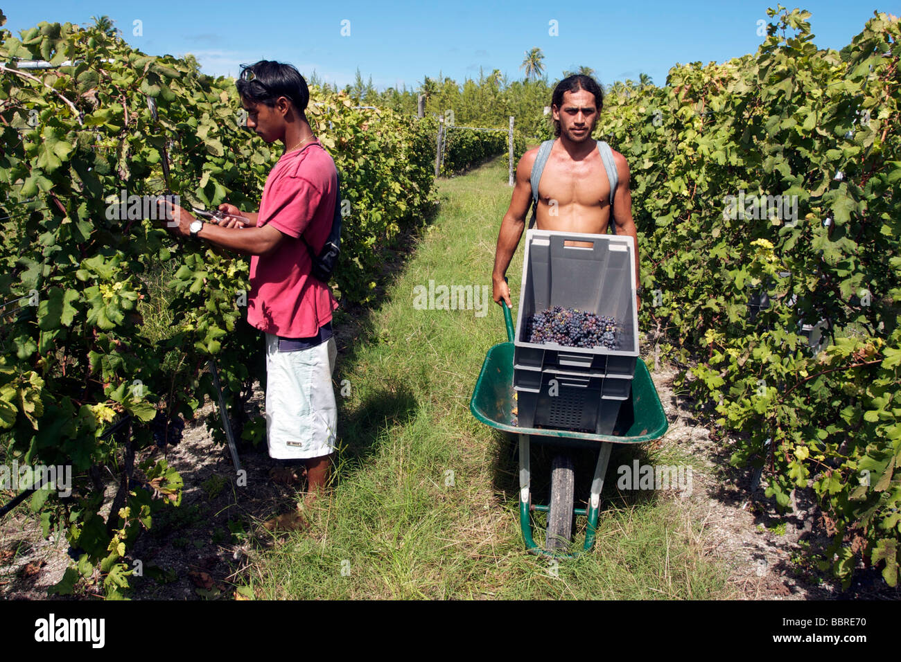 GRAPEVINES ON THE ISLAND OF RANGIROA, TUAMOTU ISLANDS, FRENCH POLYNESIA ...
