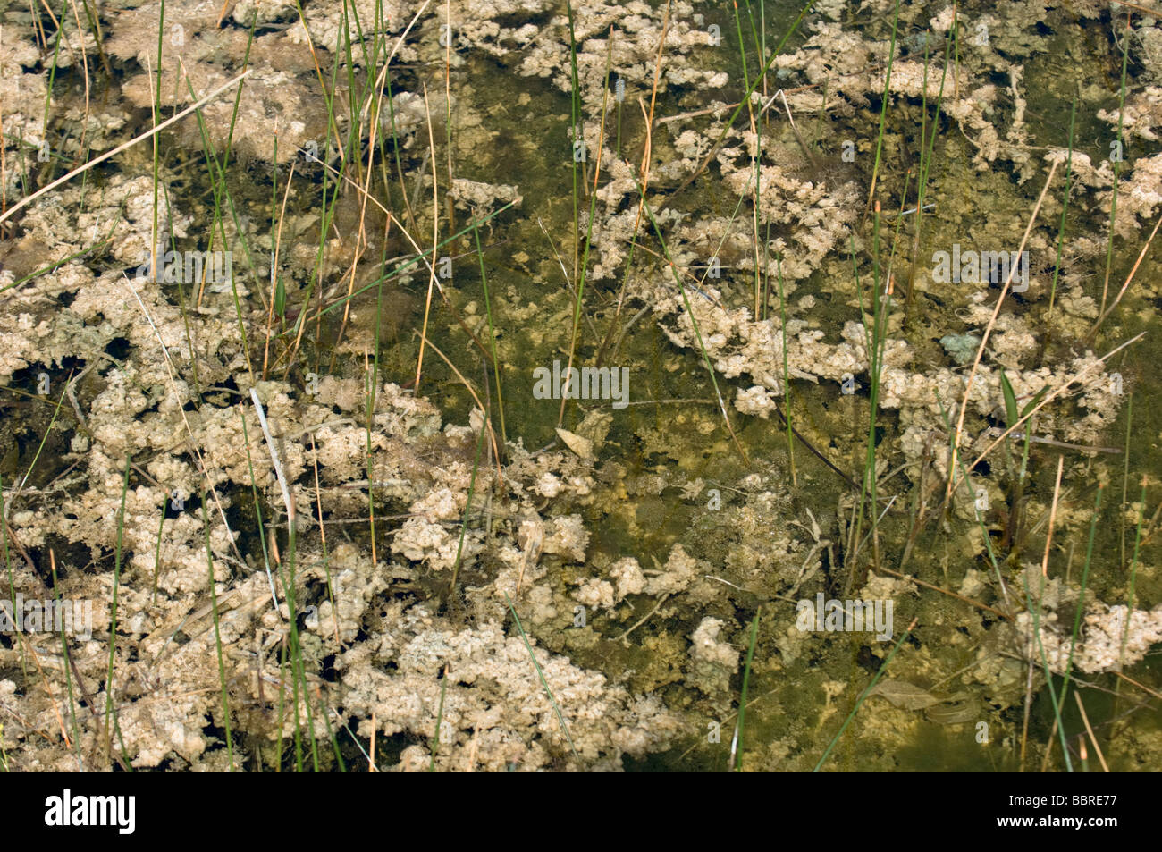 periphyton SAV algae cyanobacteria heterotrophic microbes detritus ...