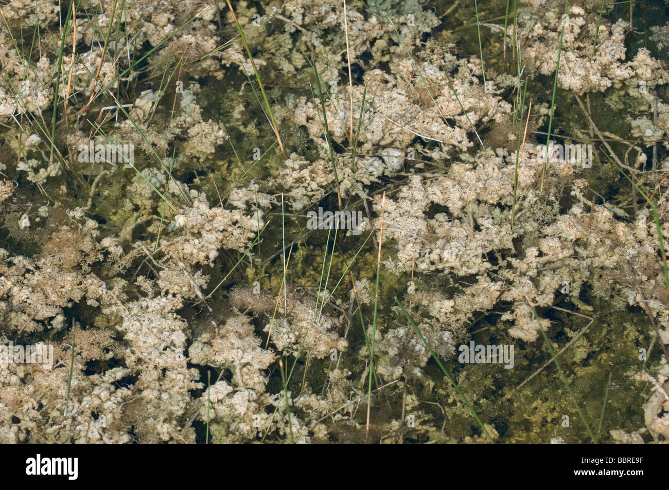 periphyton SAV algae cyanobacteria heterotrophic microbes detritus ...