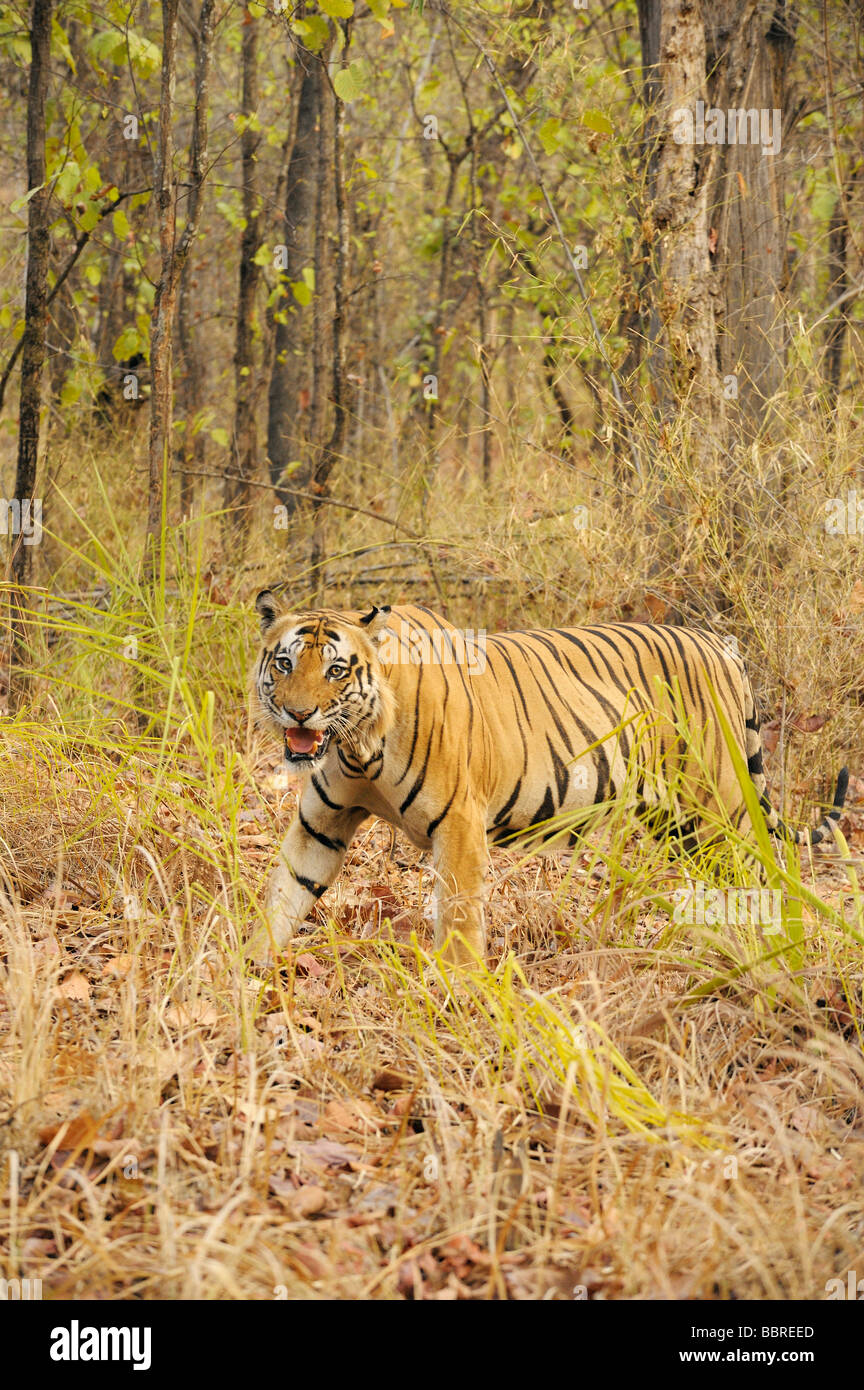 Tiger head on Stock Photo - Alamy