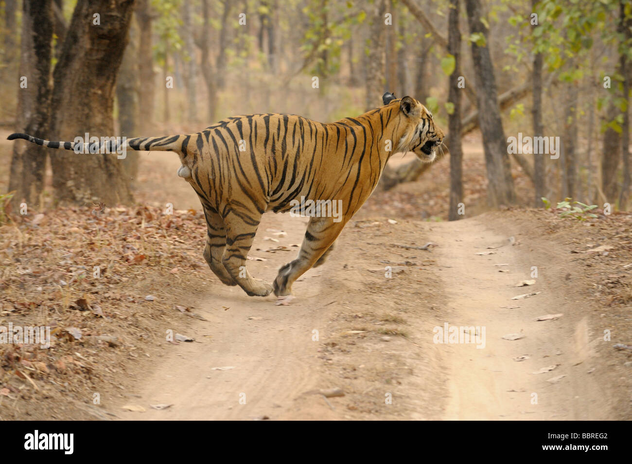 Running tiger hi-res stock photography and images - Alamy