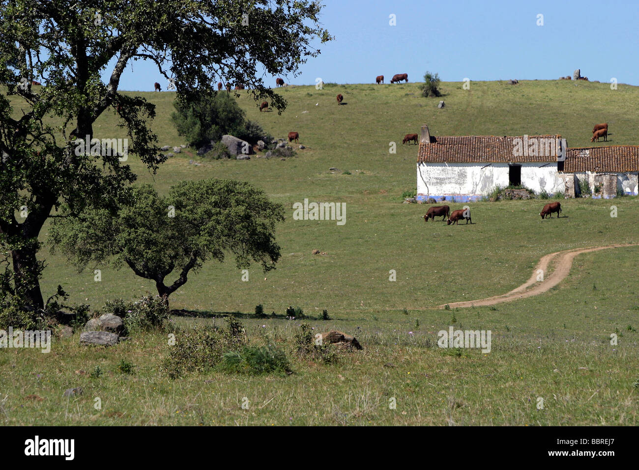 CATTLE FARM ON THE PLAIN NEAR EVORA, ALENTEJO, PORTUGAL Stock Photo - Alamy