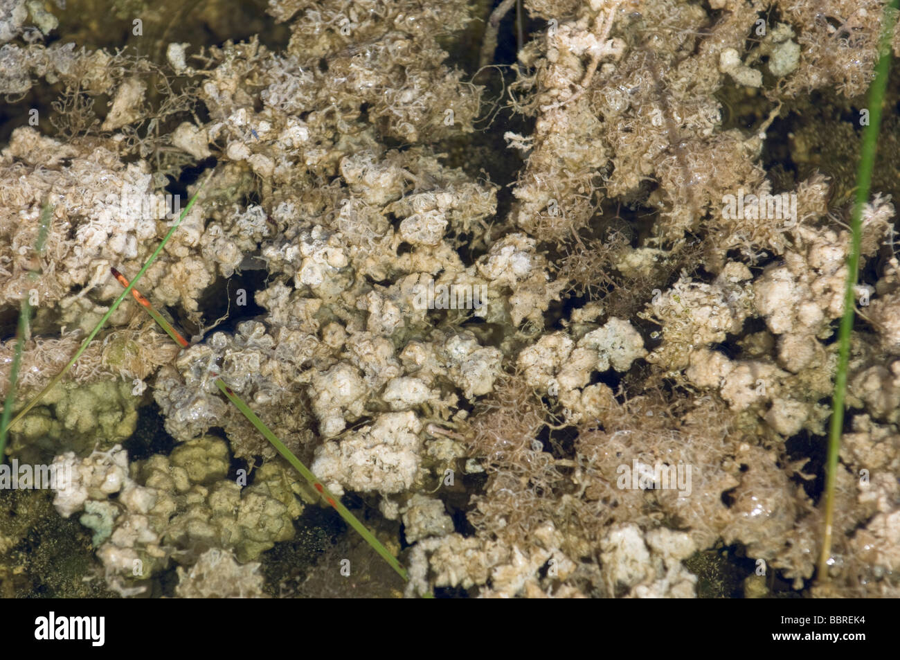 Periphyton hi-res stock photography and images - Alamy