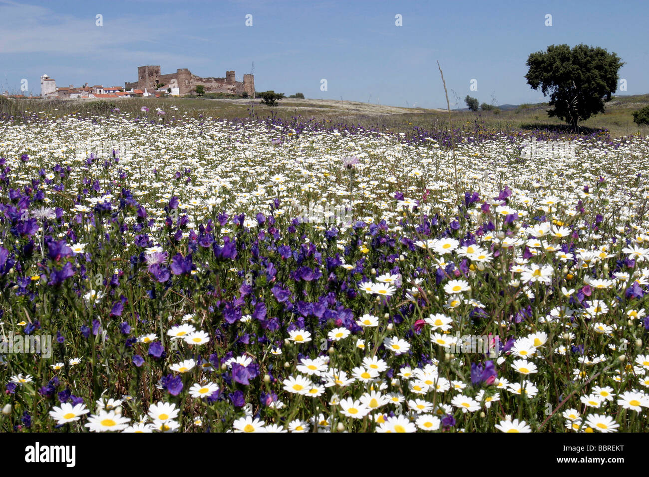 Portuguese countryside, Terena, Alentejo Stock Photo - Alamy
