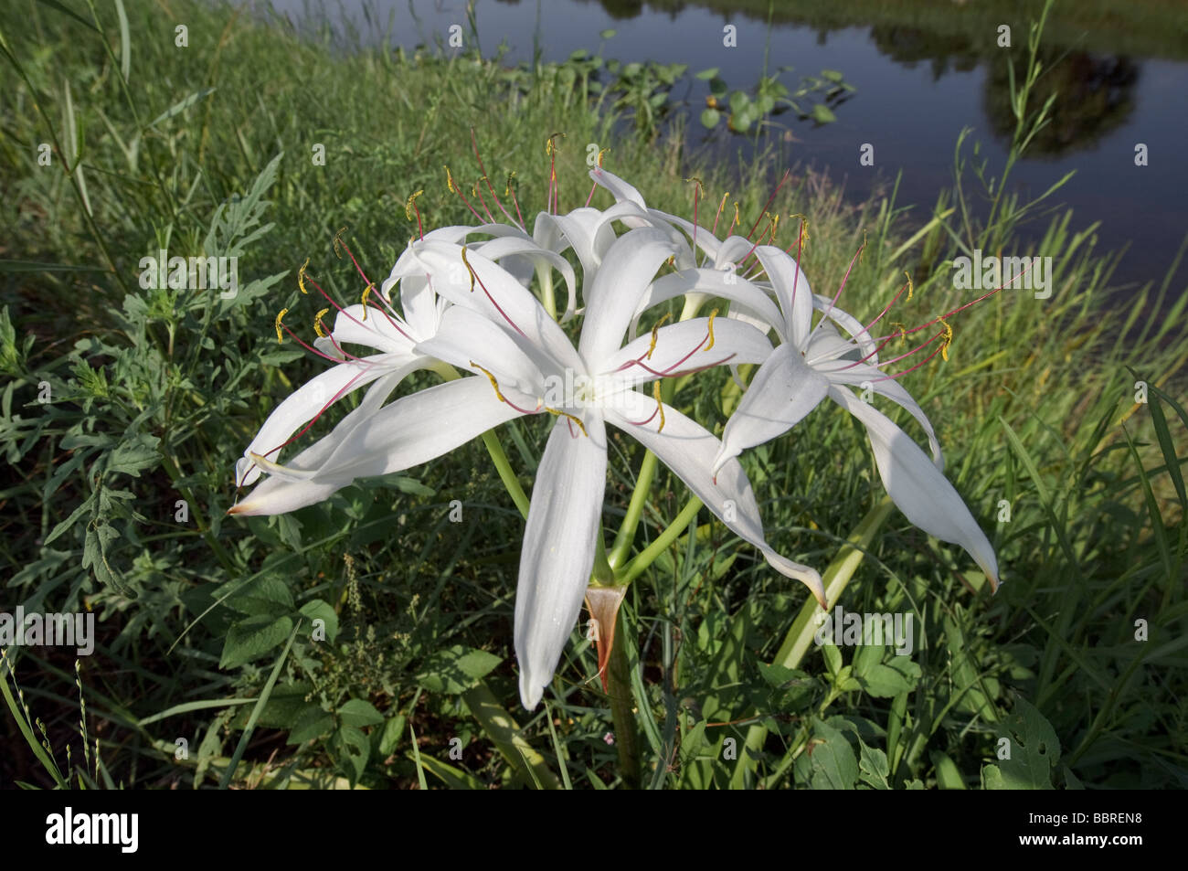 Crinum americanum String Lily Swamp Lily Stock Photo - Alamy