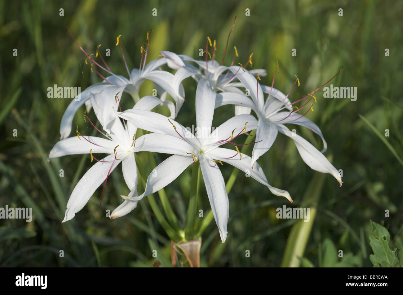 Crinum americanum String Lily Swamp Lily Stock Photo - Alamy