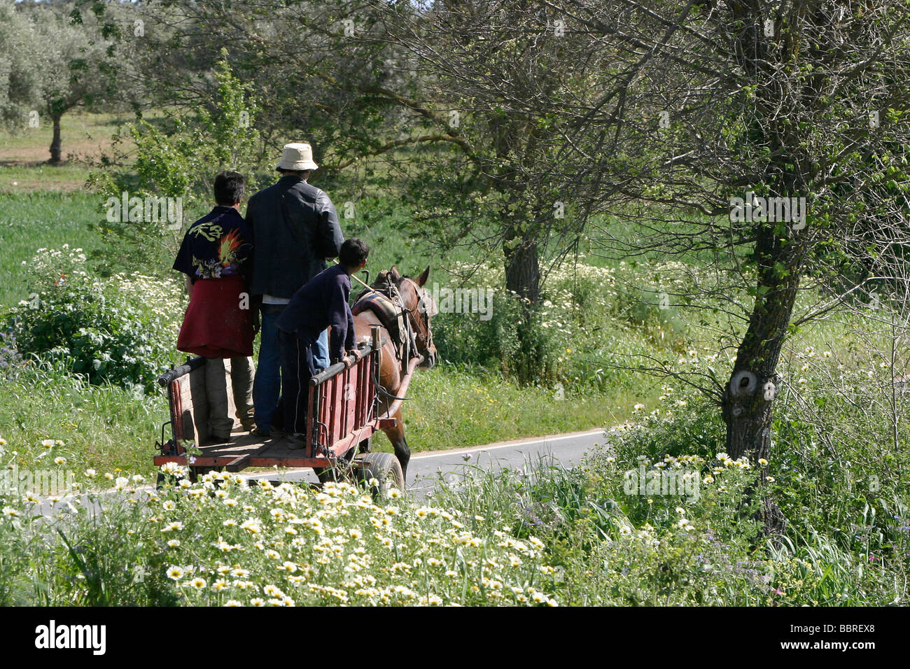 HORSE-DRAWN CART ON THE ROUTE TO MOURA, ALENTEJO, PORTUGAL Stock Photo ...