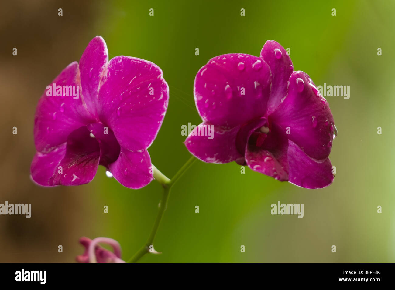 Bucket orchid hi-res stock photography and images - Alamy