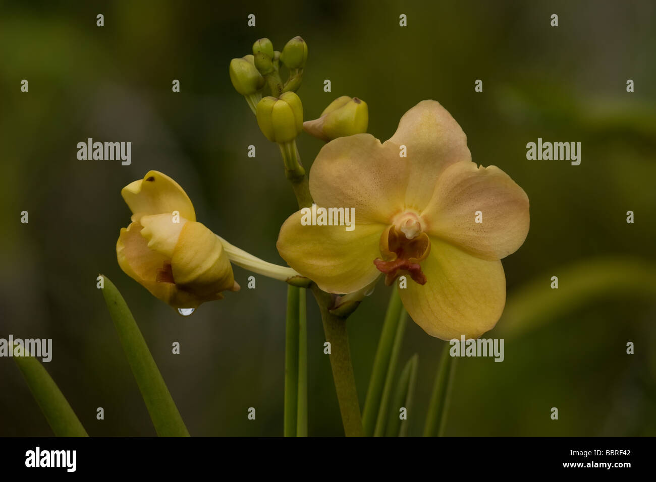 Colourful orchids hi-res stock photography and images - Alamy