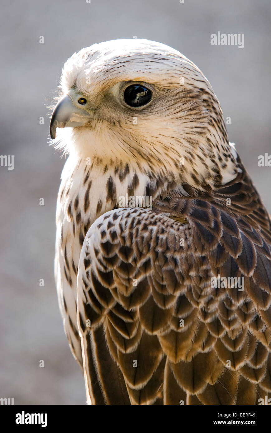 Magnificent side profile of a Saker Falcon Stock Photo - Alamy