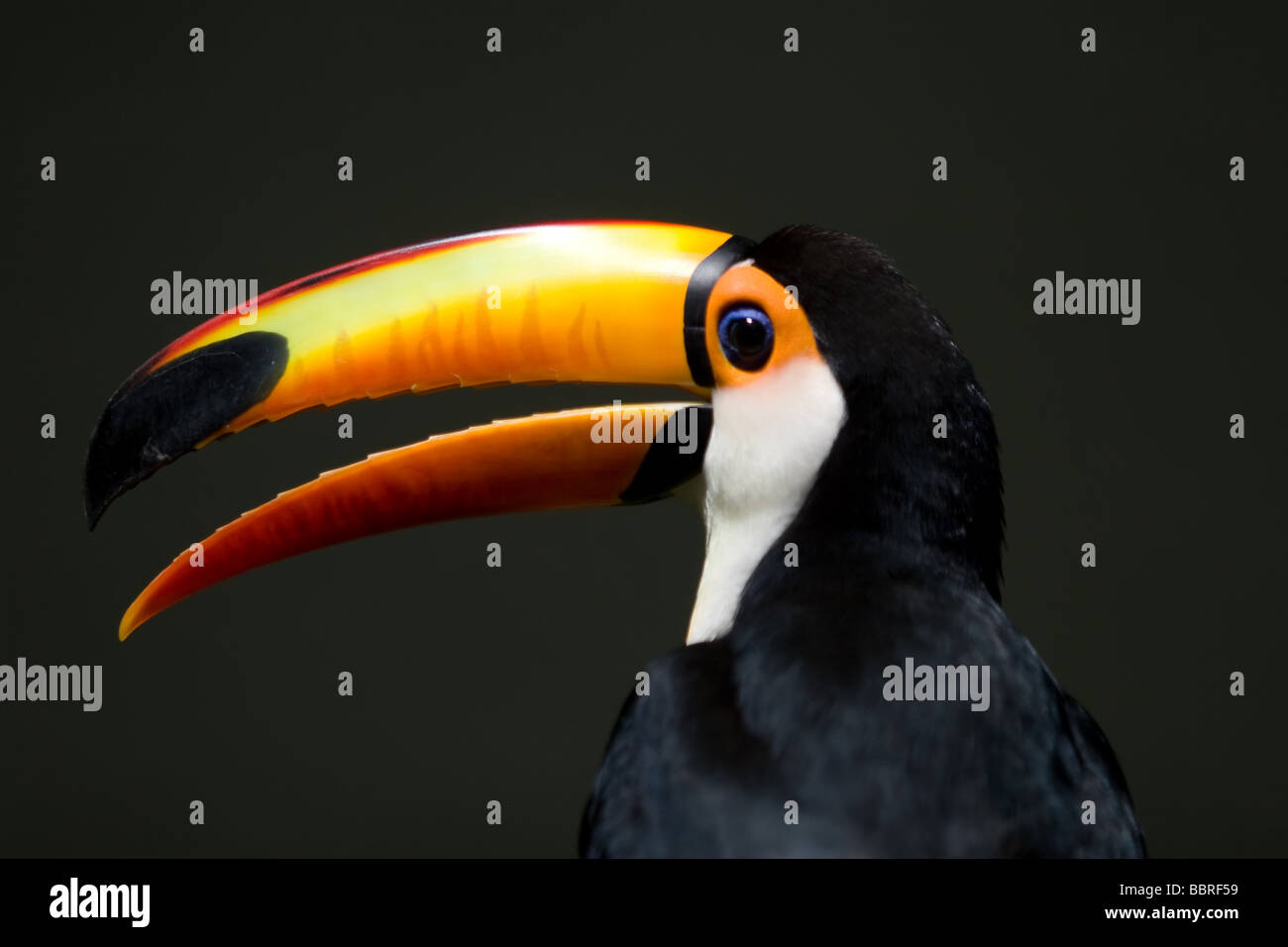 Toco toucan hi-res stock photography and images - Alamy