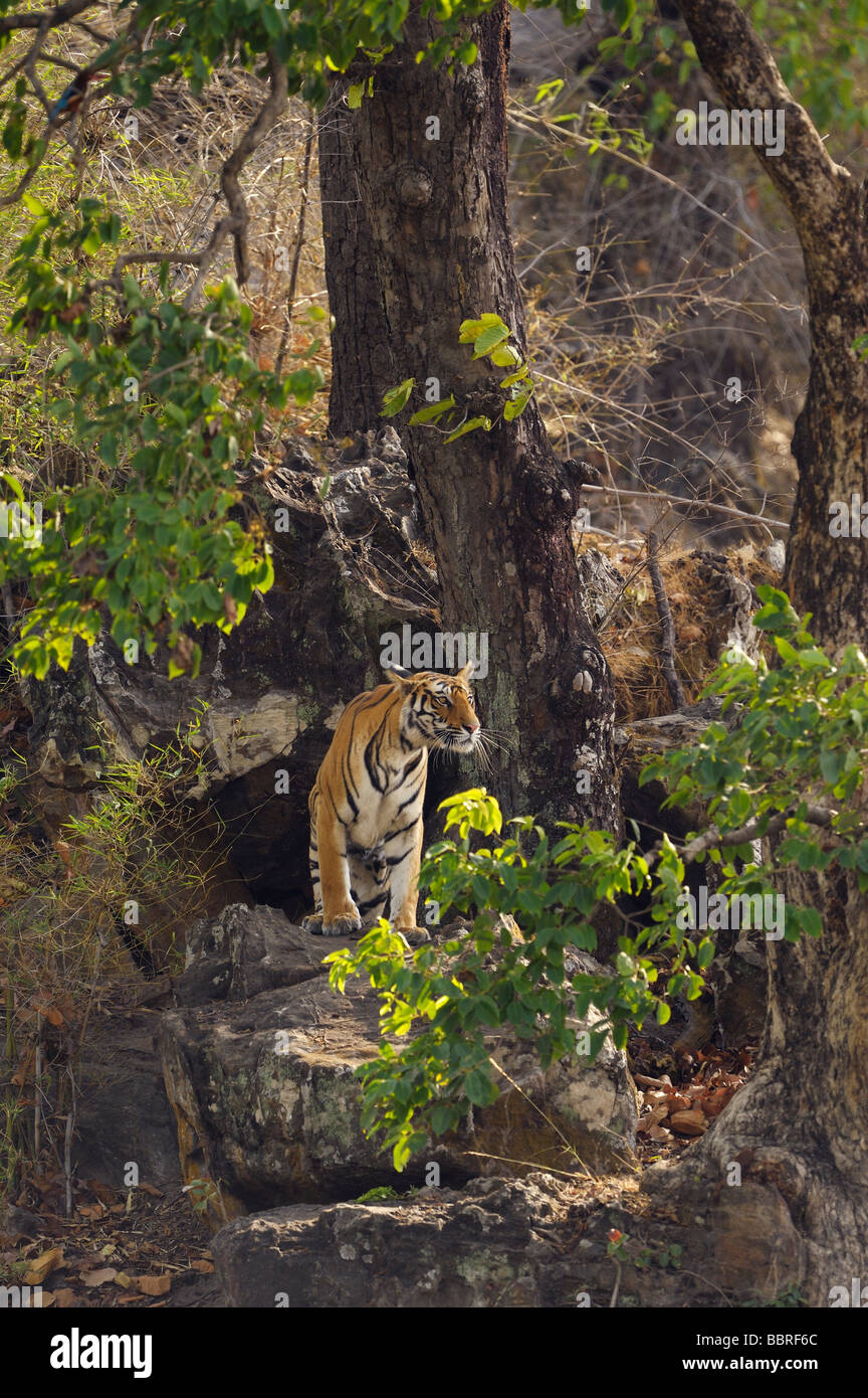 Tiger Spotting prey Stock Photo - Alamy