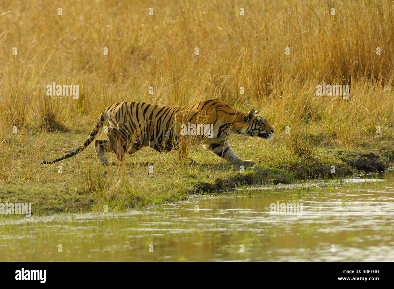 Tiger stalking hi-res stock photography and images - Alamy