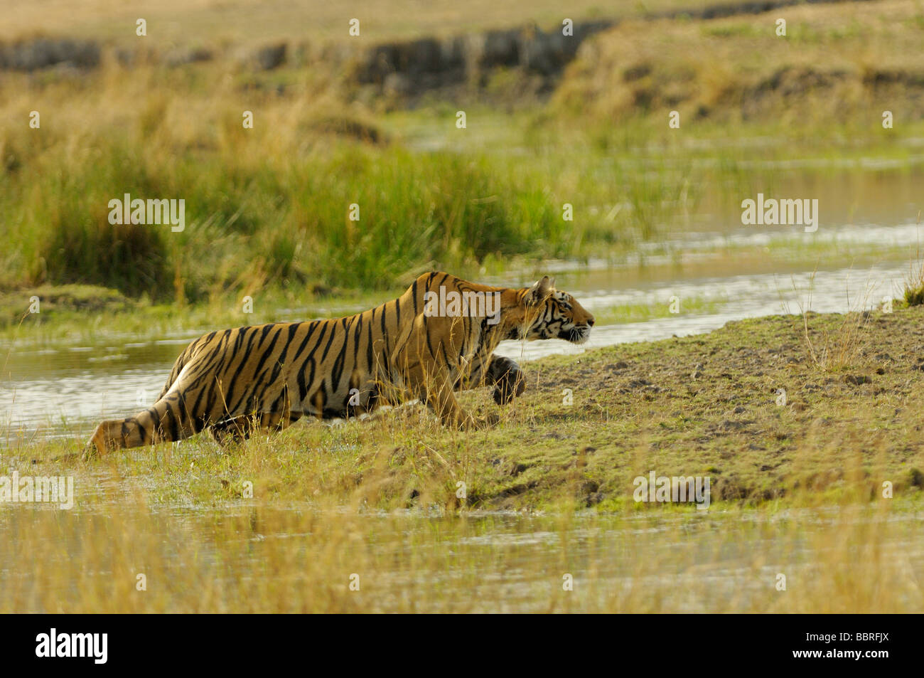 Tiger hunt hi-res stock photography and images - Alamy