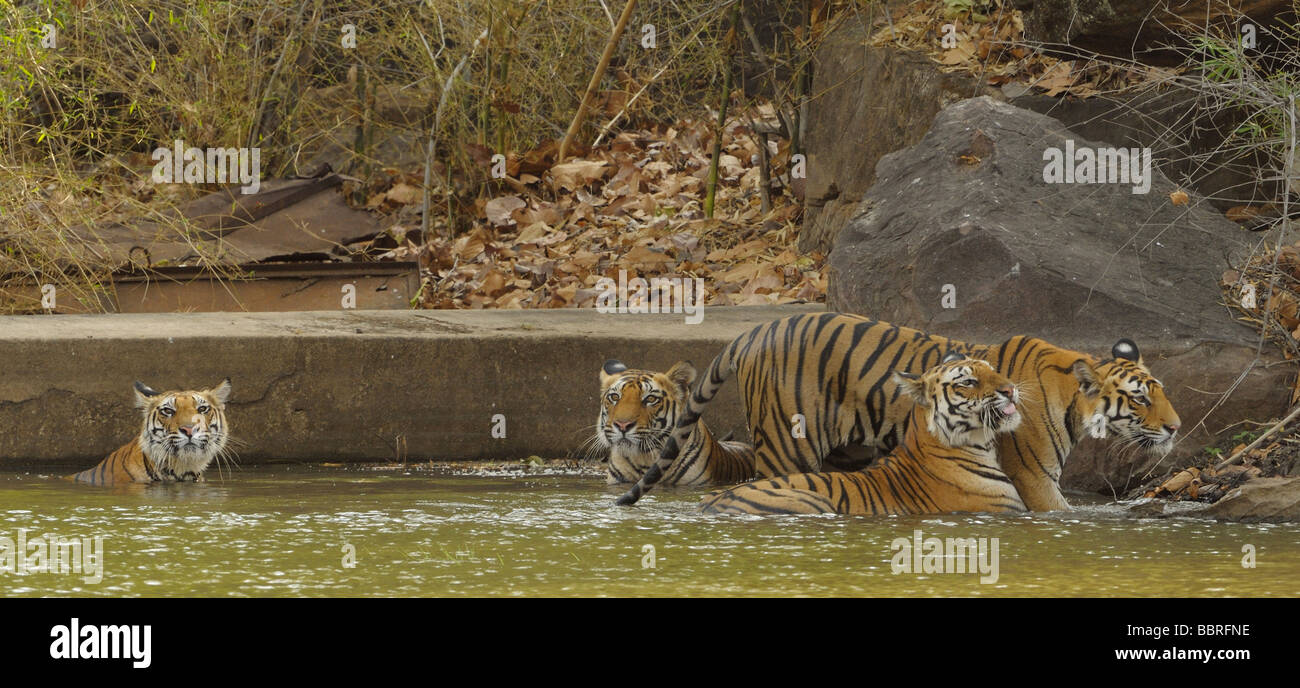 Four Tigers Cooling Stock Photo - Alamy