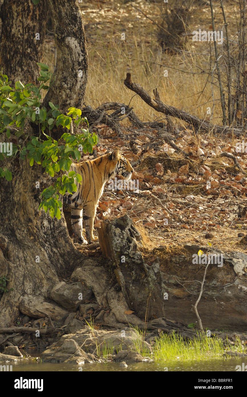 Tiger standing under a tree Stock Photo - Alamy