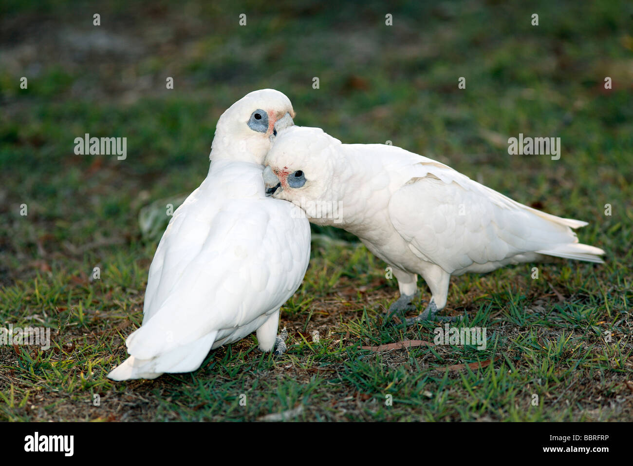 Little Corella, Cacatua sanguinea is an Australian parrot and a member ...