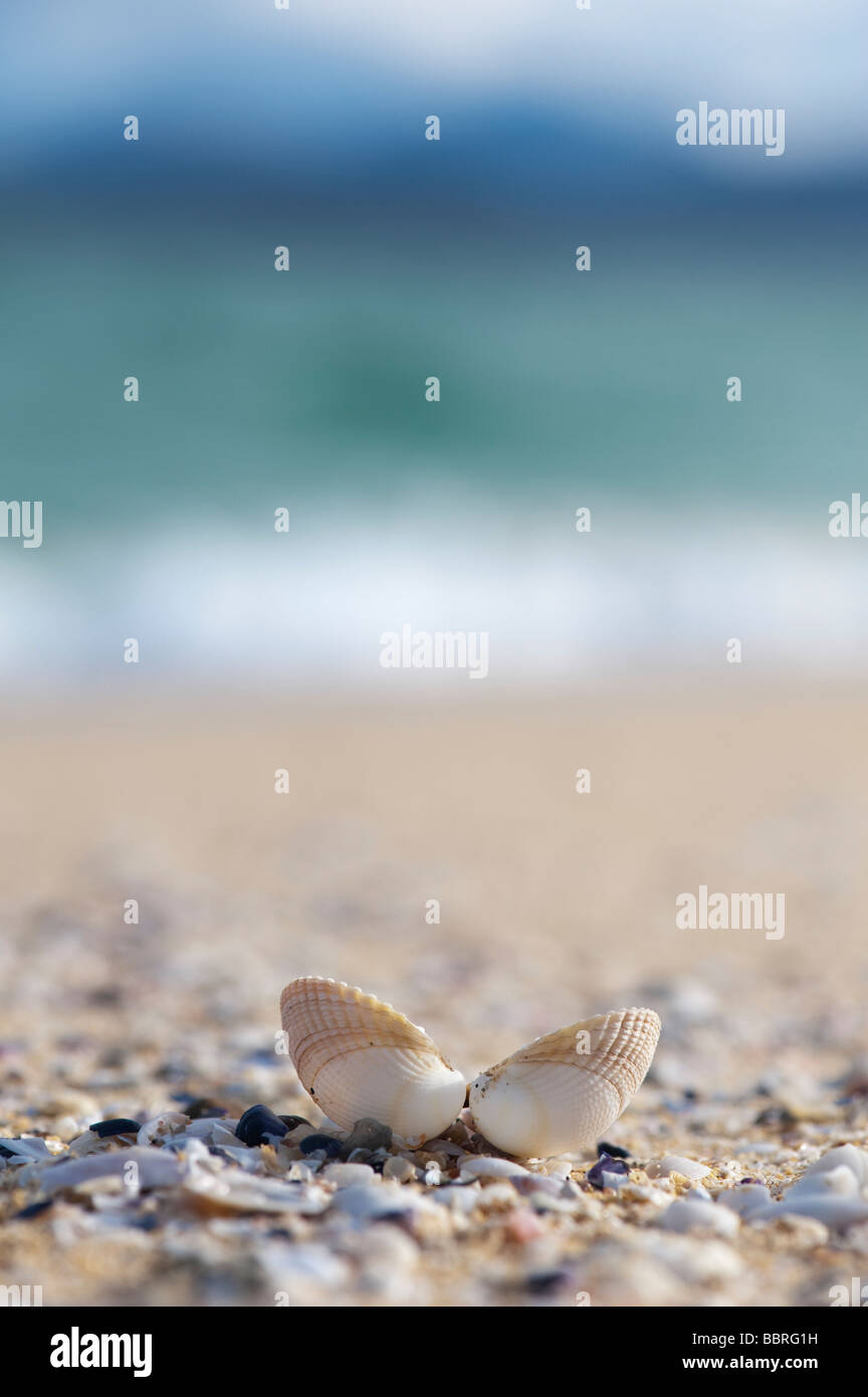 Open seashell on a beach, Isle of Harris, Outer Hebrides, Scotland ...