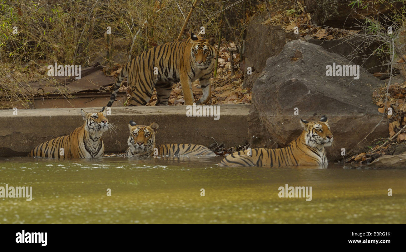 Tigers cooling in water Stock Photo - Alamy