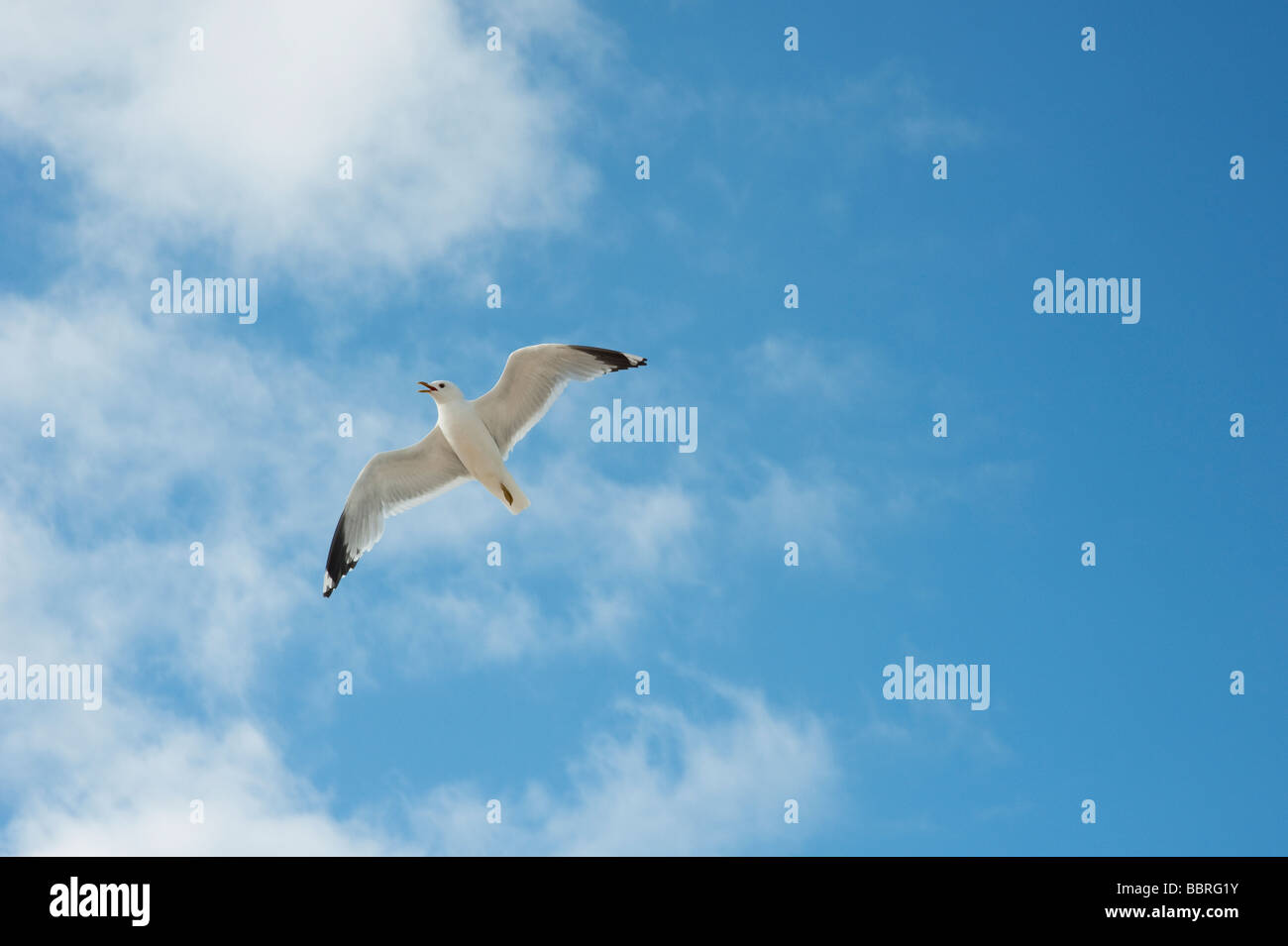 Larus canus. Hovering common gull against blue cloudy sky. Isle of ...