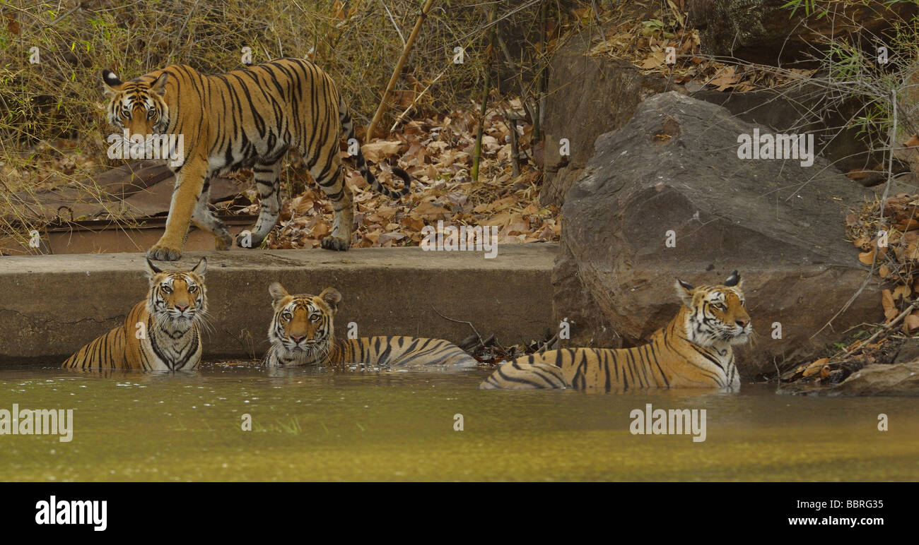 Four tigers hi-res stock photography and images - Alamy