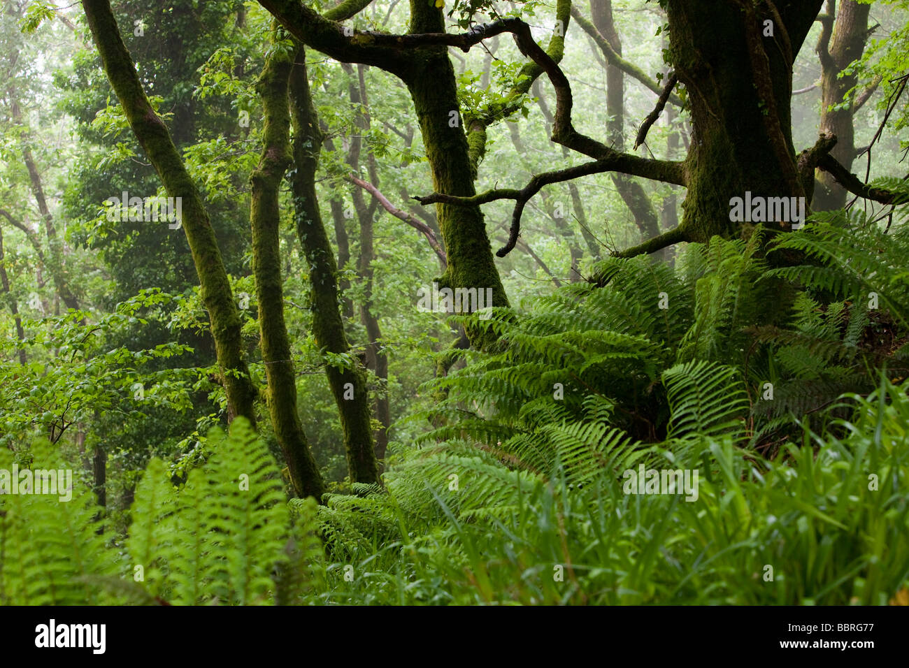 Damp woodland hi-res stock photography and images - Alamy