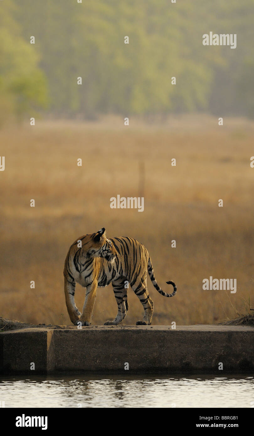 Tiger looking back Stock Photo - Alamy