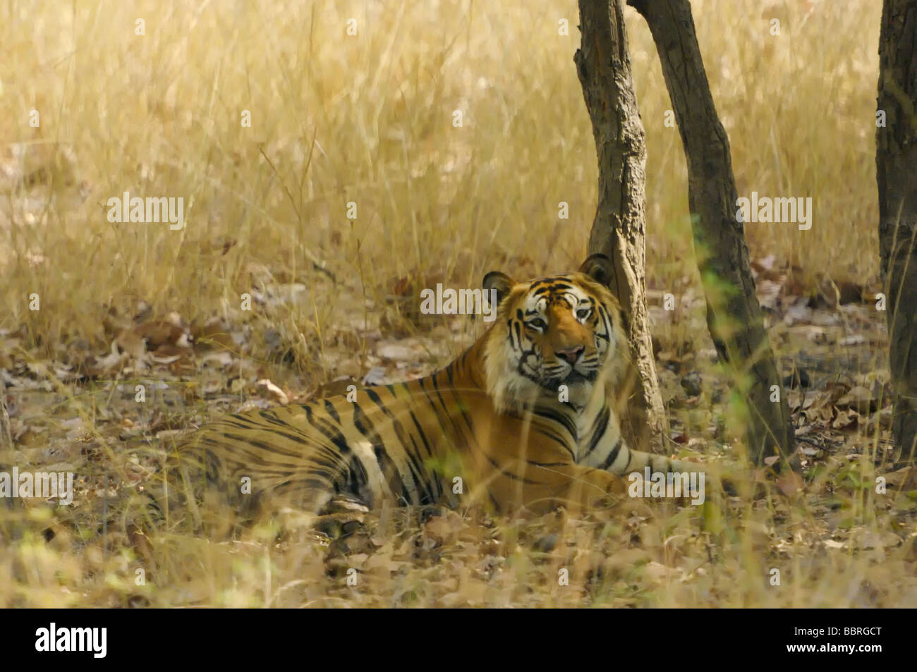New Male of Tala Stock Photo - Alamy