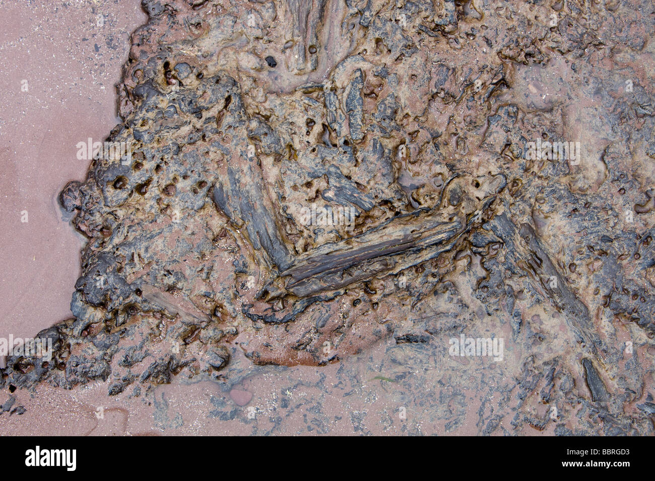Tree trunks preserved in a submarine forest revealed at low tide at ...