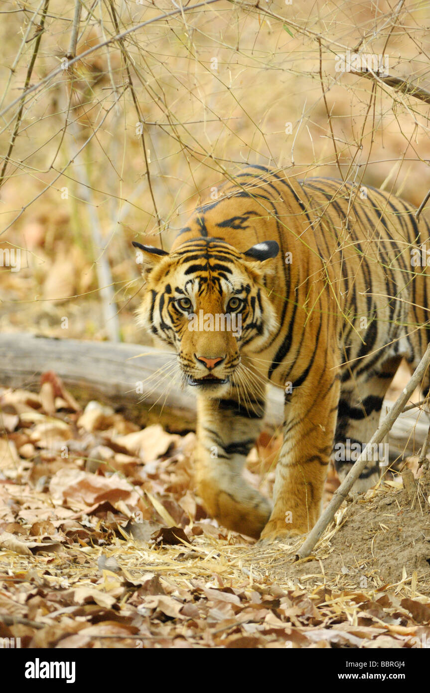 Tiger hunt hi-res stock photography and images - Alamy