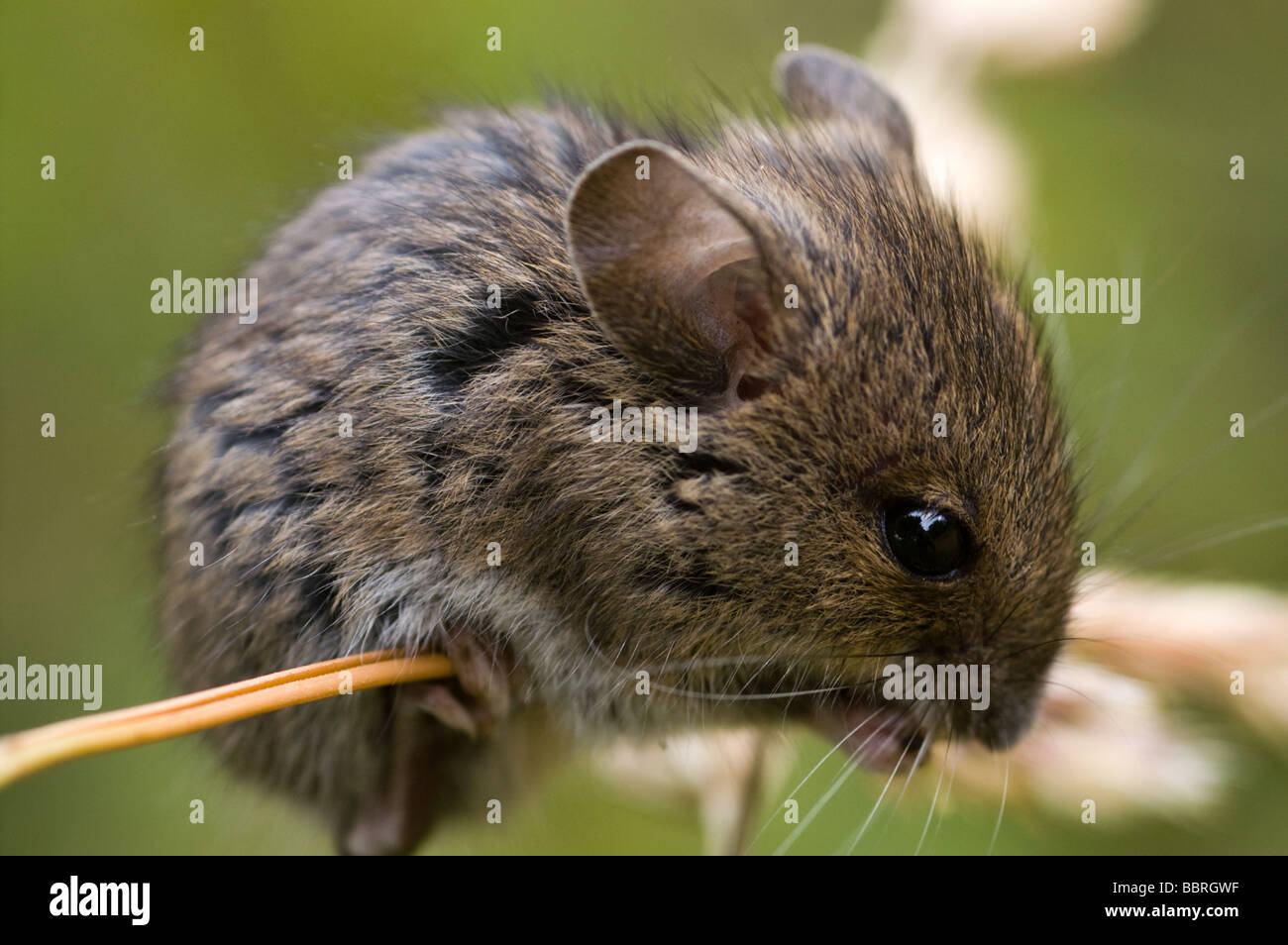 Field mouse on grass Stock Photo - Alamy