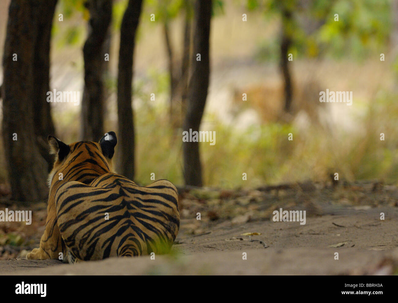Tiger watching tiger Stock Photo - Alamy