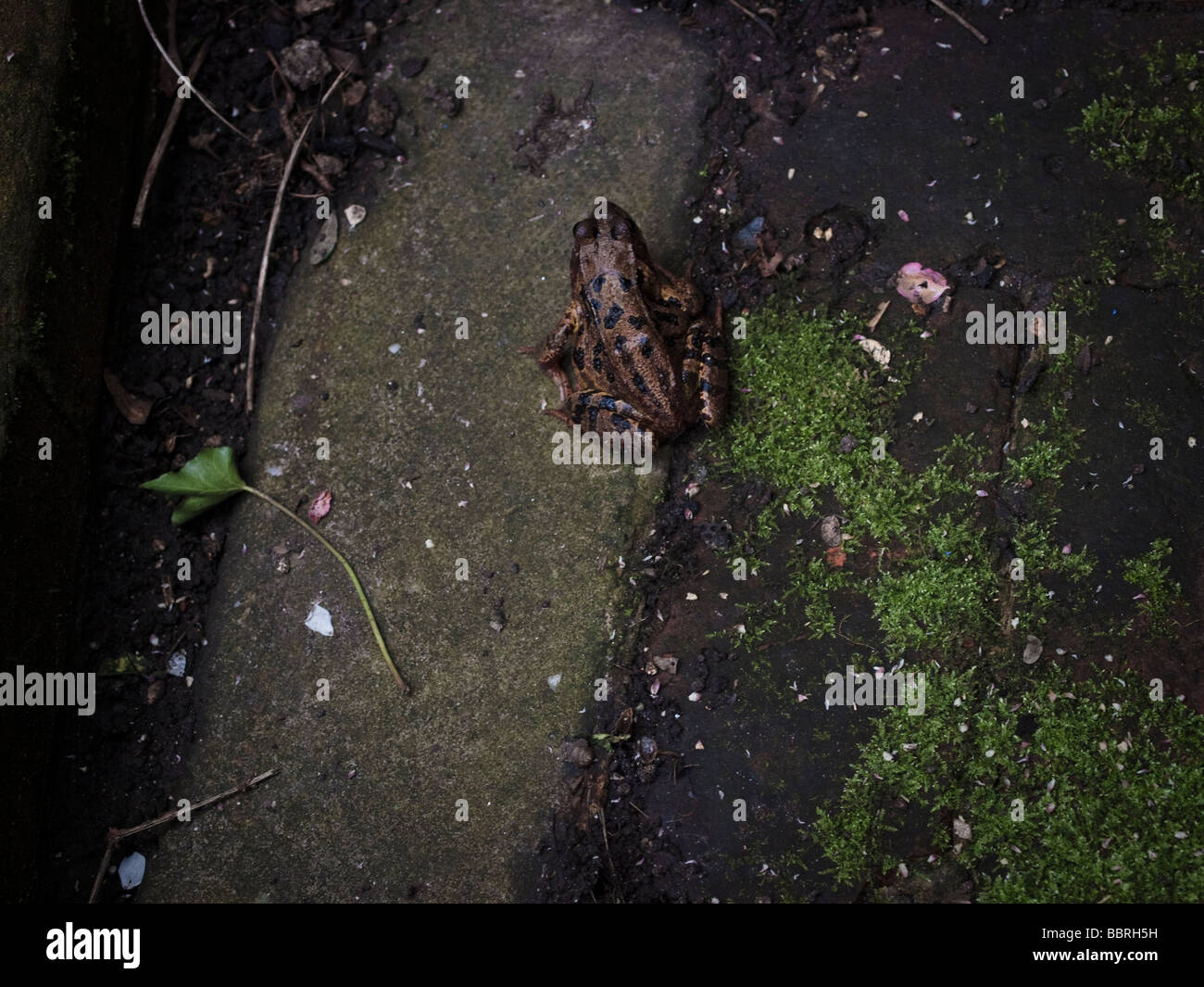 The Garden frog, New Forest, England Stock Photo - Alamy