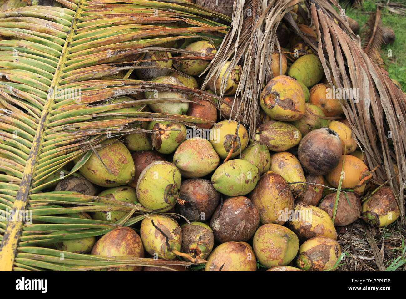 The process of drying coconuts in the Coir Villages In Kerala Stock ...