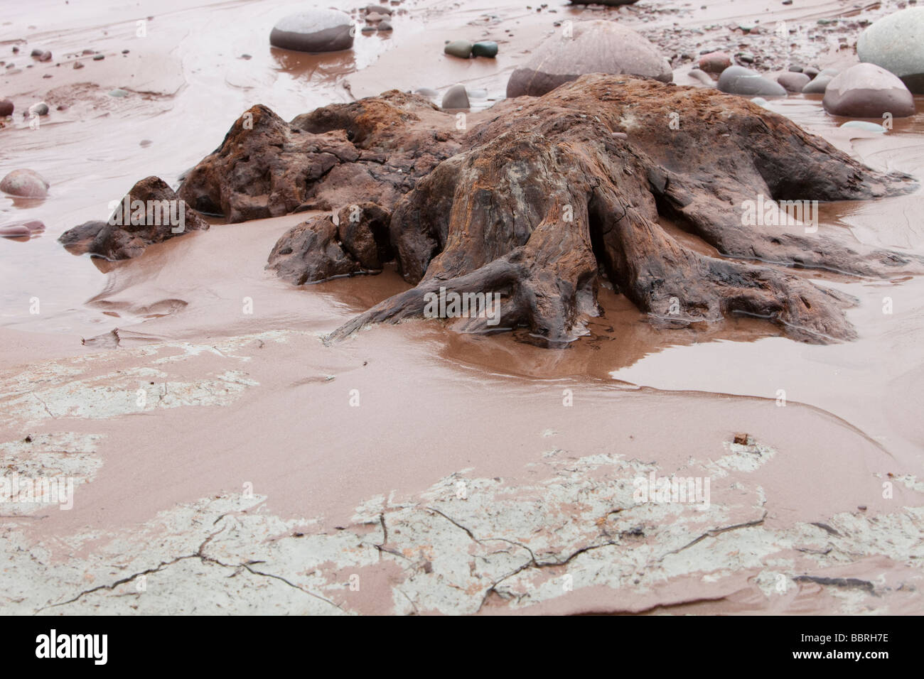 Tree trunks preserved in a submarine forest revealed at low tide at ...